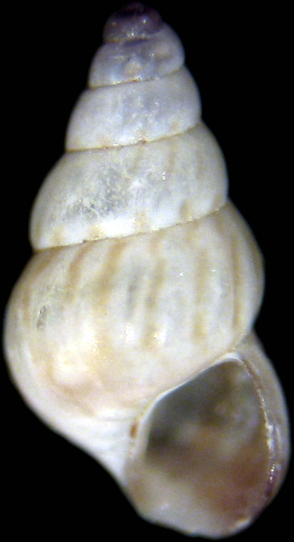 Rissoa similis ribless? , Natura Mediterraneo | Forum Naturalistico